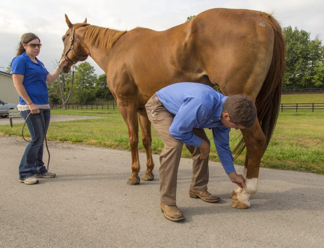 Managing Ankle Injuries Acquired on the Racetrack - Retired Racehorse ...