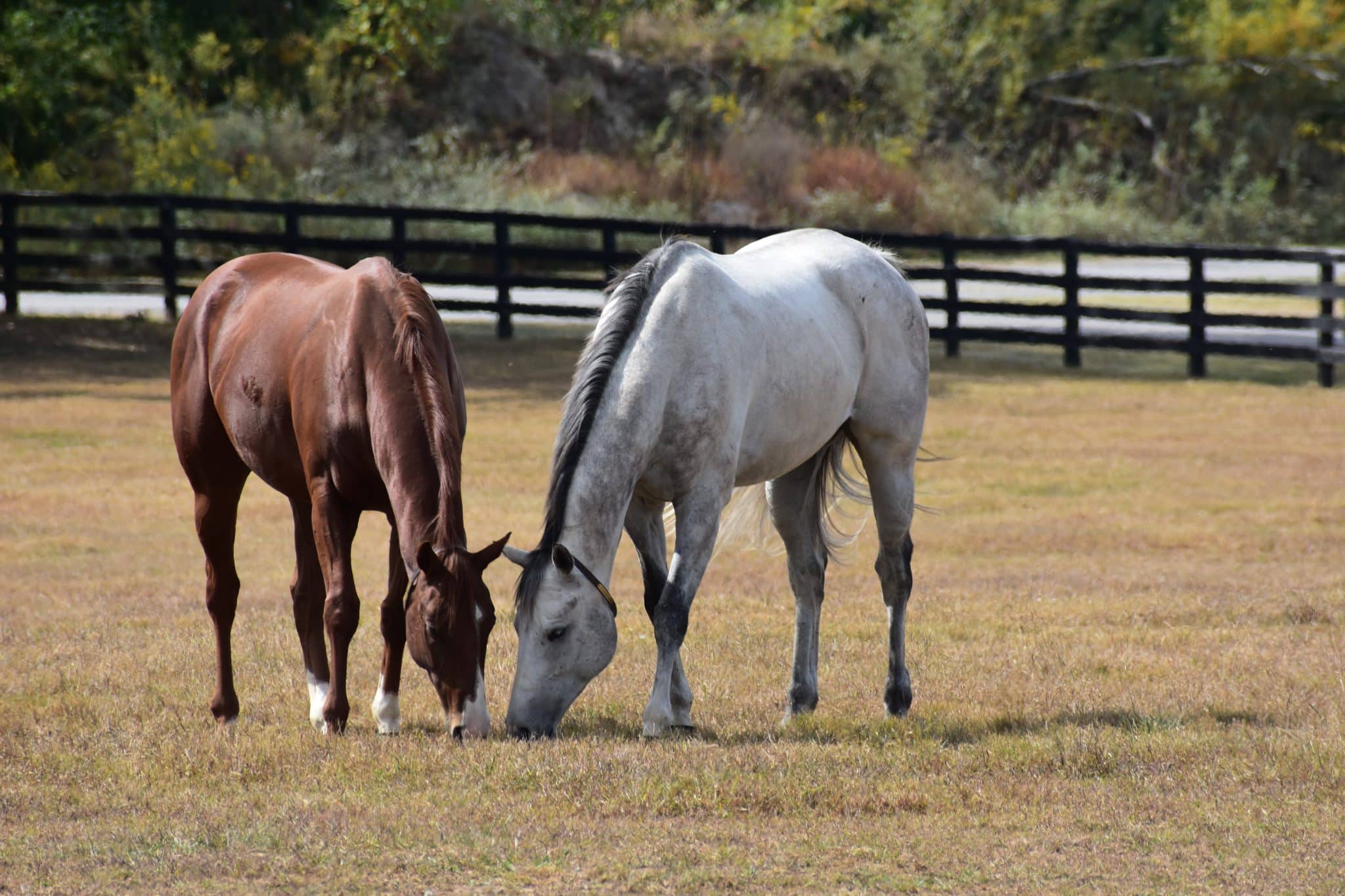 How To OTTB-Shop - Retired Racehorse Project
