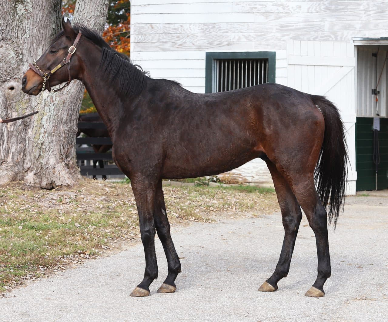 Picking Prospects Winter 2025 - Retired Racehorse Project