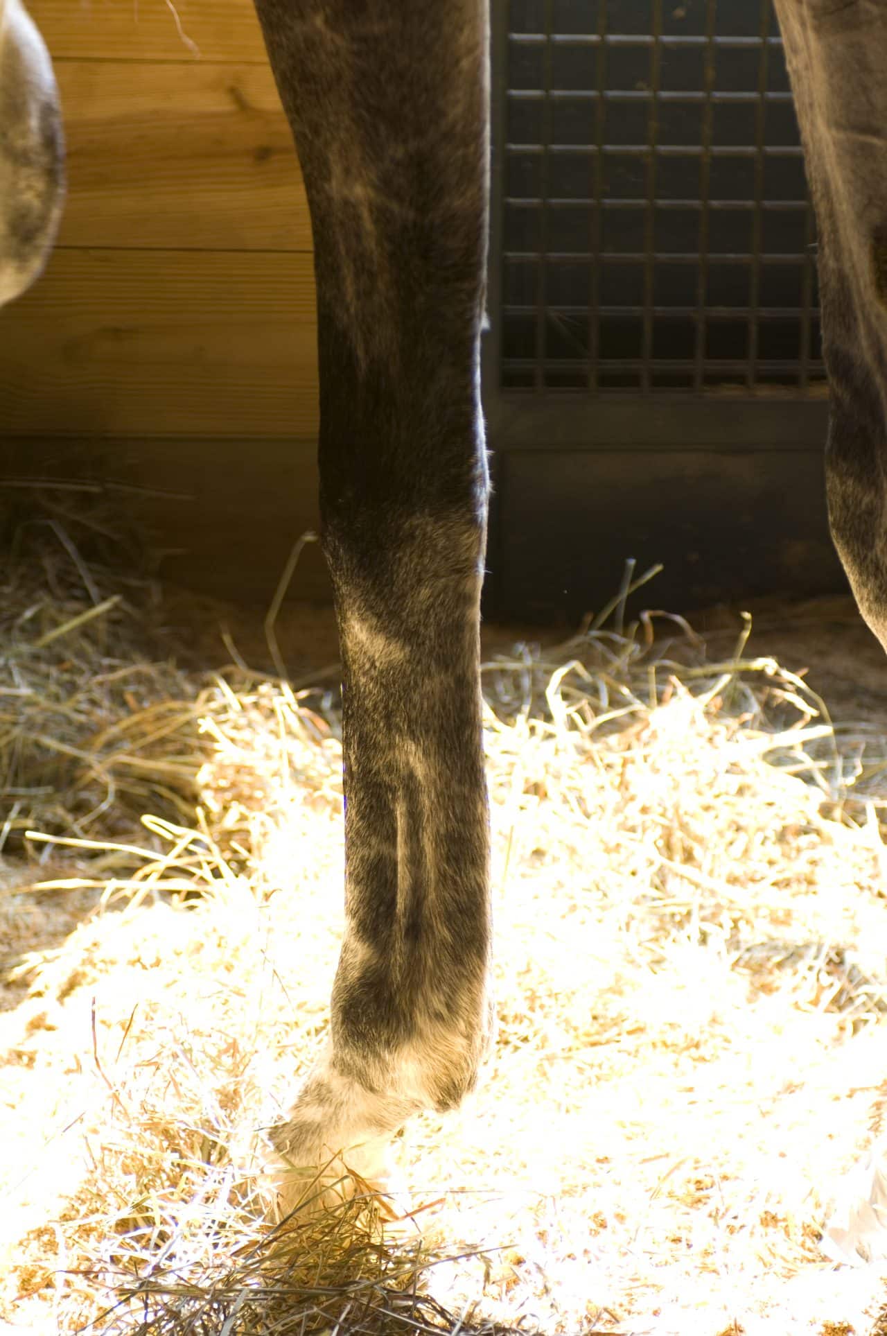Joint Care for Racehorses & Its Impact on Post-Race Careers - Retired ...