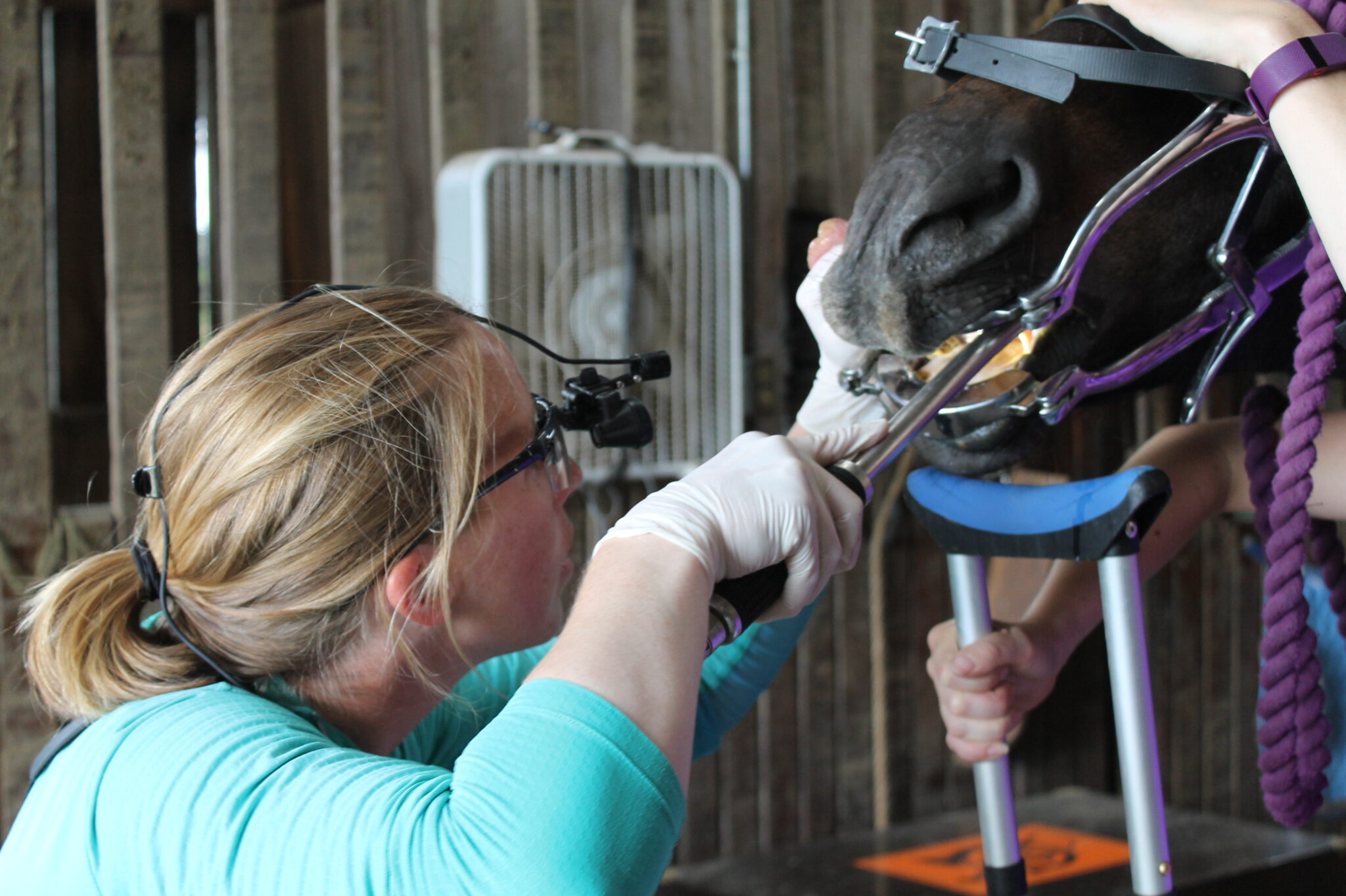 Dental Care for Thoroughbreds - Retired Racehorse Project